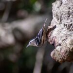 Downtown Charleston Birding Tour - Key Points