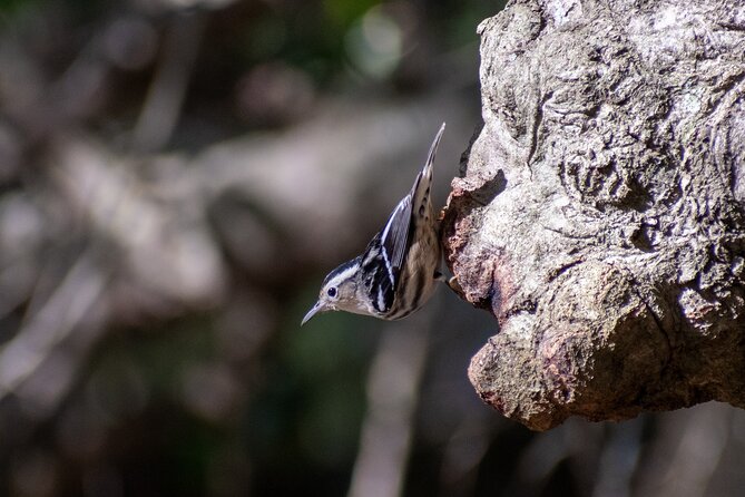 Downtown Charleston Birding Tour - Key Points