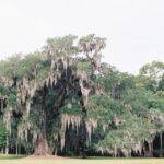 Drayton Hall: Interpreter Guided Tour, Charleston, SC - What the Reviews Say
