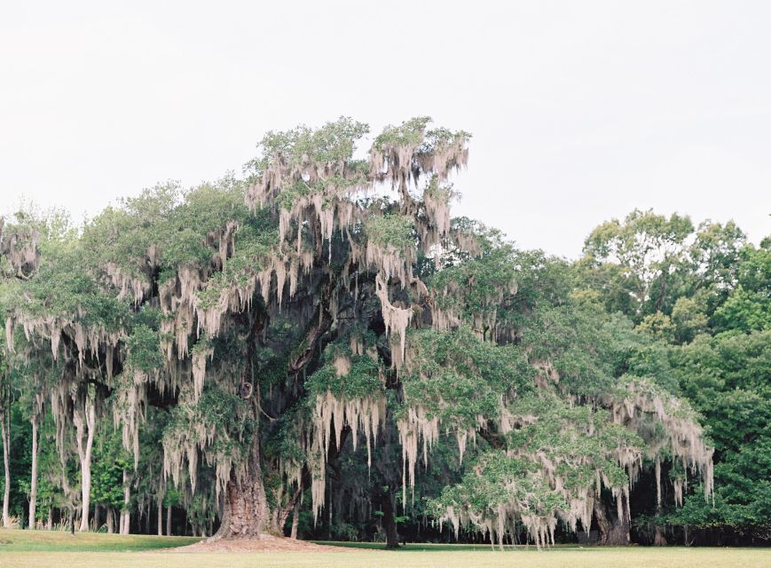Drayton Hall: Interpreter Guided Tour, Charleston, SC - What the Reviews Say