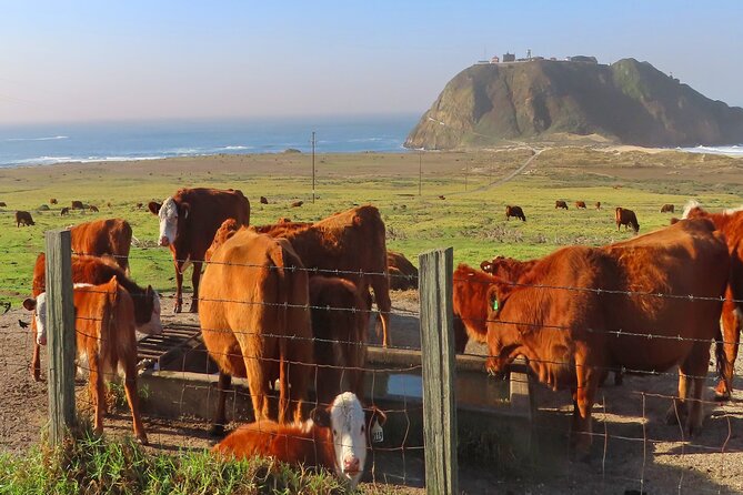 Driving the California Coast: A Self-Guided Audio Tour - Authentic Experiences from Reviewers