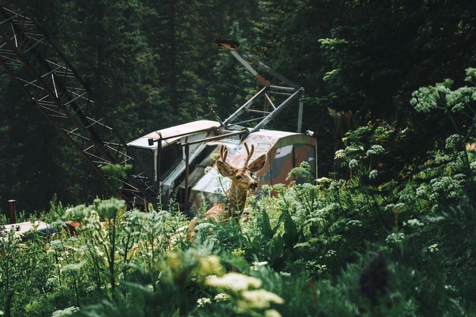 Durango Half Day Jeep Tour - La Plata Canyon - Who Should Consider This Tour?