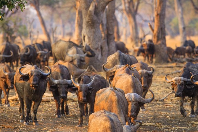 Durban: Big 5 Luxury Safari at an Award Winning Game Reserve  Zeiss Binoculars - Who Should Consider This Tour?