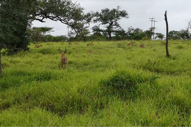 Durban: Big 5 Luxury Safari at an Award Winning Game Reserve  Zeiss Binoculars - The Sum Up
