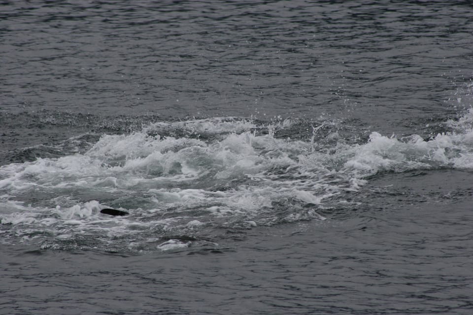 Ear Mountain Charters tours: whale watching and fishing - The Experience of Ear Mountain Charters’ Tours
