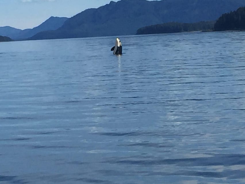 Ear Mountain Charters tours: whale watching and fishing - Practical Details & What to Know