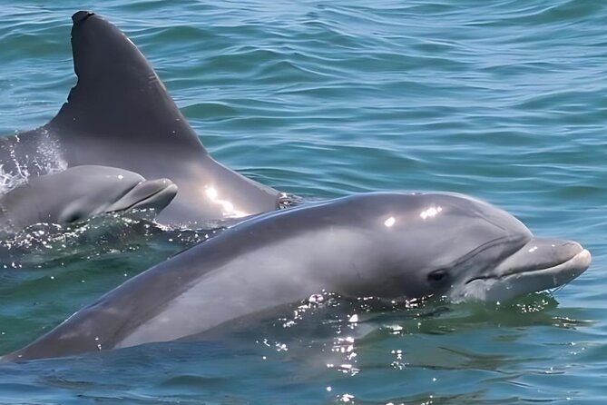 EARLY BIRD SPECIAL: Speed Boat & Dolphin Cruise in Ocean City, MD - What to Expect from the Dolphin Cruise
