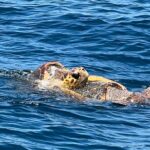 EARLY BIRD SPECIAL: Speed Boat & Dolphin Cruise in Ocean City, MD - Practical Details & Tips