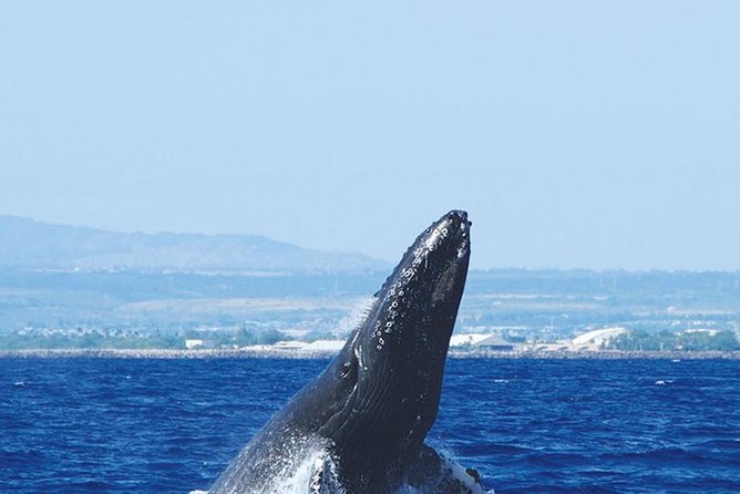 Early Bird Whale Watching Cruise from Waikiki - Final Thoughts
