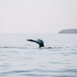 Early Sail with the Whales from Ma'alaea Harbor - Pricing and Value Analysis
