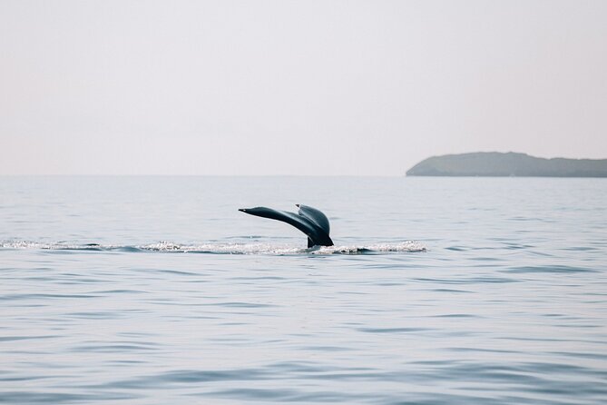 Early Sail with the Whales from Ma'alaea Harbor - Pricing and Value Analysis
