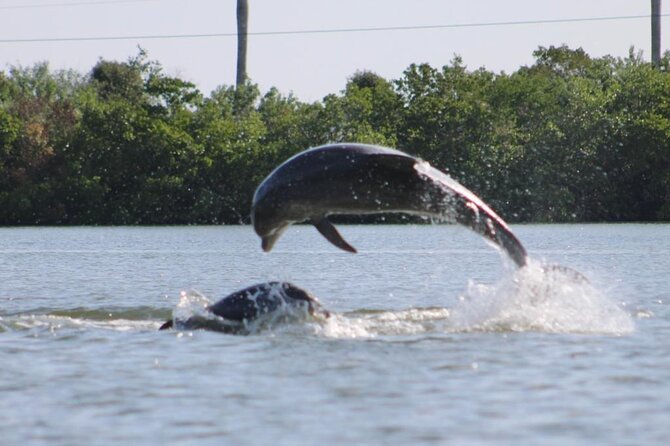 Easy Ride Pedal Kayak Tour Marco Island & Naples (Pedal or Paddle - Who Should Book This Tour?