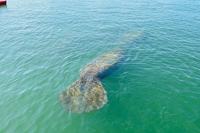 Easy Ride Pedal Kayak Tour Marco Island & Naples (Pedal or Paddle - Final Thoughts