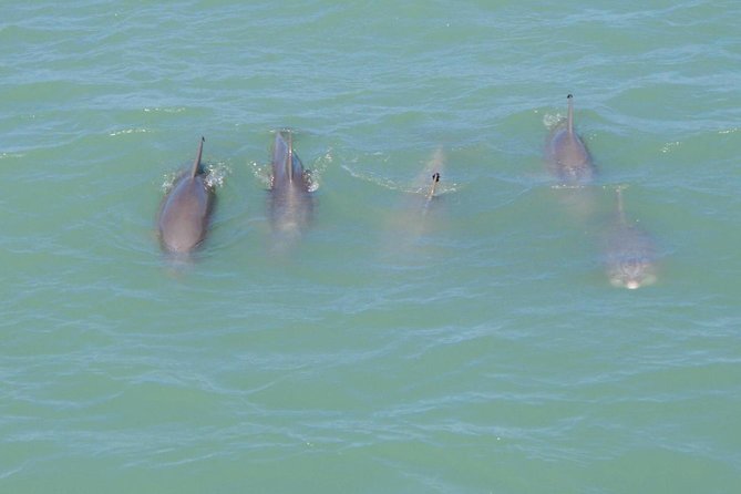 Eco and Dolphin Watch Tour of South Padre Island - What to Expect on the Eco and Dolphin Watch Tour