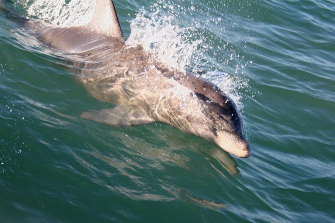 Eco and Dolphin Watch Tour of South Padre Island - Practical Tips for Booking and Enjoying the Tour