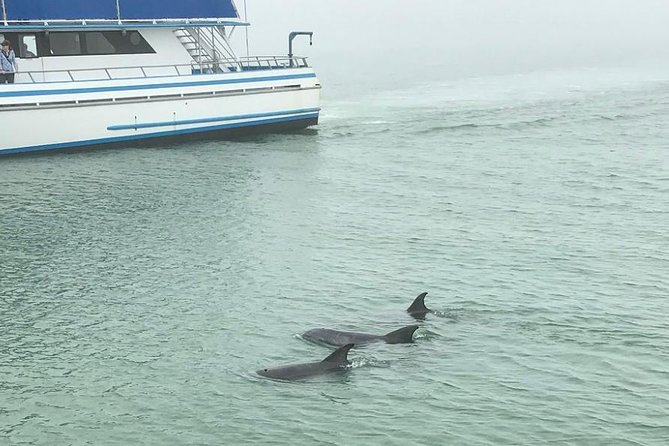 Eco and Dolphin Watch Tour of South Padre Island - FAQ