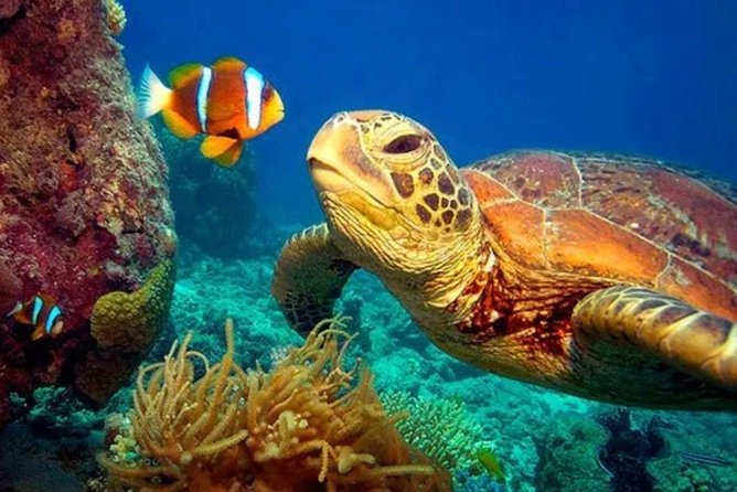 Eco Sea Scooter Guided Beach Tour From The Famous Kapalua Bay - Practical Details & Tips for Booking
