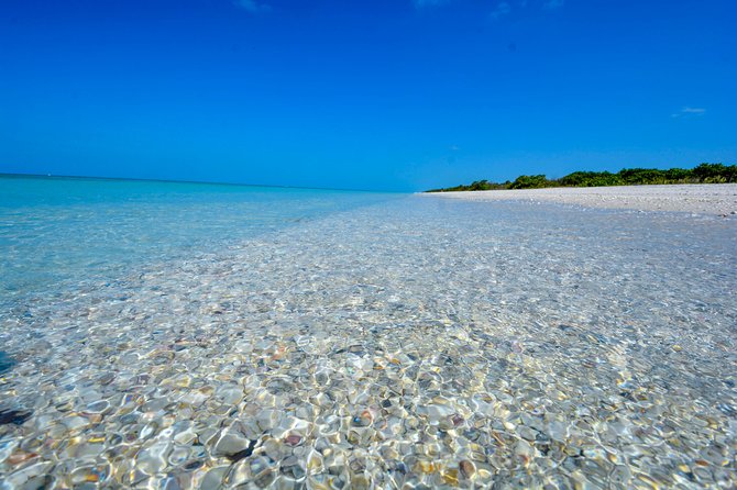 Eco Shelling Cruise to Keewaydin Island - Key Points