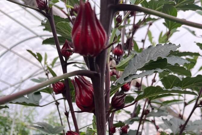 Edible Hibiscus Guided Farm Tour (Big Island) - Introducing the Edible Hibiscus Guided Farm Tour on the Big Island