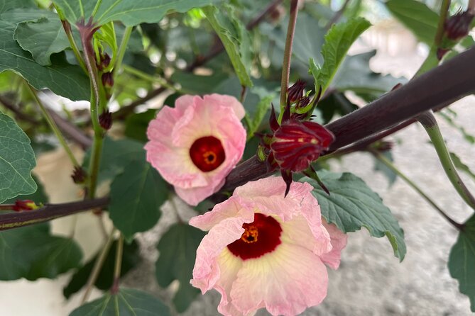 Edible Hibiscus Guided Farm Tour (Big Island) - Key Points
