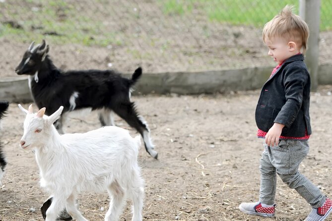 Educational Farm Adventure Tour on Bainbridge Island - A Deep Dive into the Bainbridge Island Experience