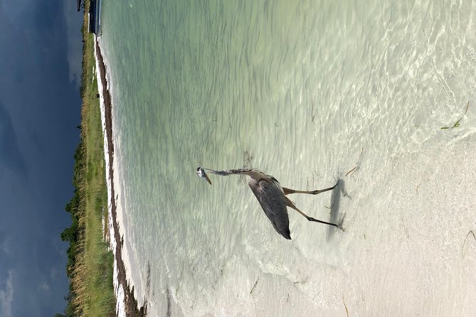 Egmont Key Snorkeling Dolphin Tour - Authentic Reviews: What Travelers Say