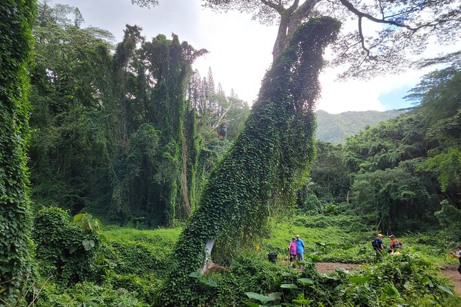 Electric Bike Ride & Manoa Falls Hike Tour - An In-Depth Look at the Tour