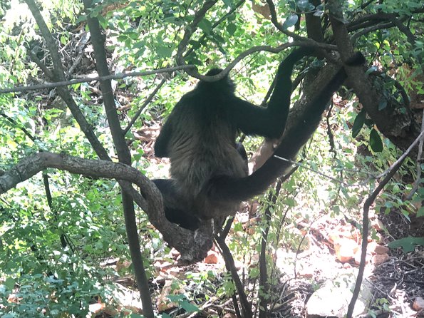 Elephant & Monkey Sanctuary Tour from Johannesburg - Scenic Views and Final Stops: Hartebeespoort Dam