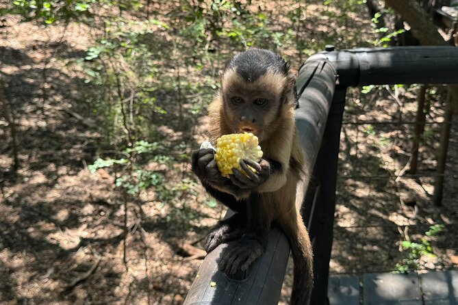 Elephant & Monkey Sanctuary Tour from Johannesburg - Who Should Consider This Tour?