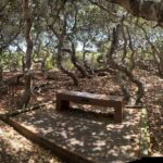 Elfin Forest Nature Tour with Local Sweet and Savory Tasting - An In-Depth Look at the Itinerary