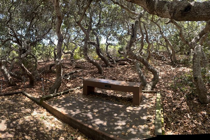 Elfin Forest Nature Tour with Local Sweet and Savory Tasting - An In-Depth Look at the Itinerary