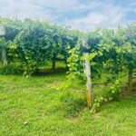 Elijay Three Vineyards Private Wine Tasting Tour from Atlanta - The Value of This Tour