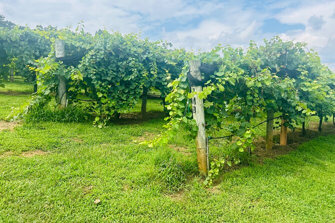 Elijay Three Vineyards Private Wine Tasting Tour from Atlanta - The Value of This Tour