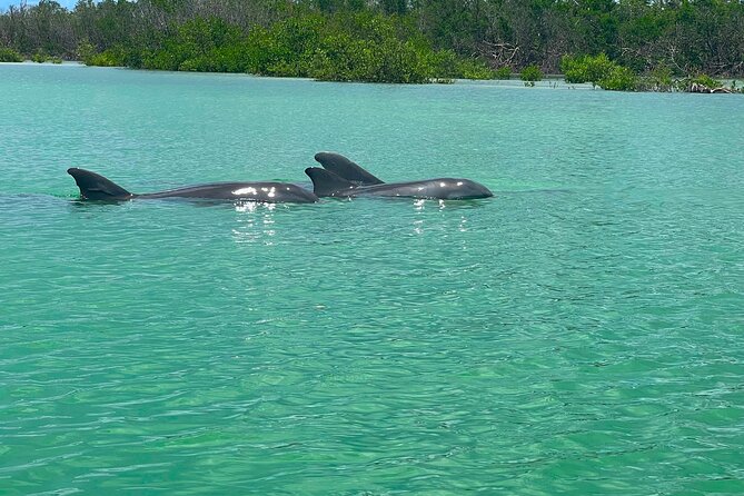 Elite Hobie Kayak Experience: Ultimate Premium Eco Adventure! - Why We Think This Tour Is a Great Choice