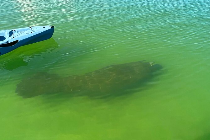 Elite Hobie Kayak Experience: Ultimate Premium Eco Adventure! - Who Will Love This Experience?