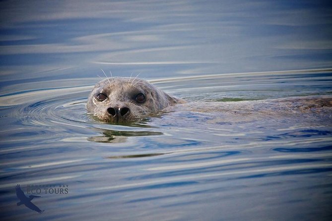 Elkhorn Slough Wildlife Tour - The Itinerary: Highlights and What You’ll See