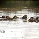 Elkhorn Slough Wildlife Tour - Practical Details and Tips for Travelers