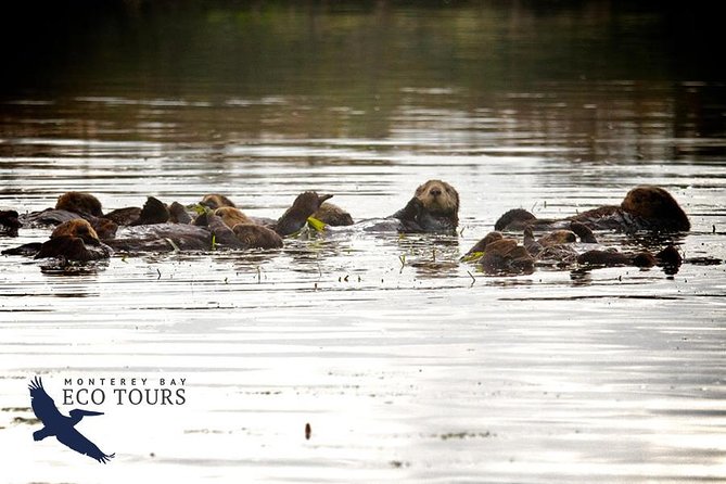 Elkhorn Slough Wildlife Tour - Practical Details and Tips for Travelers