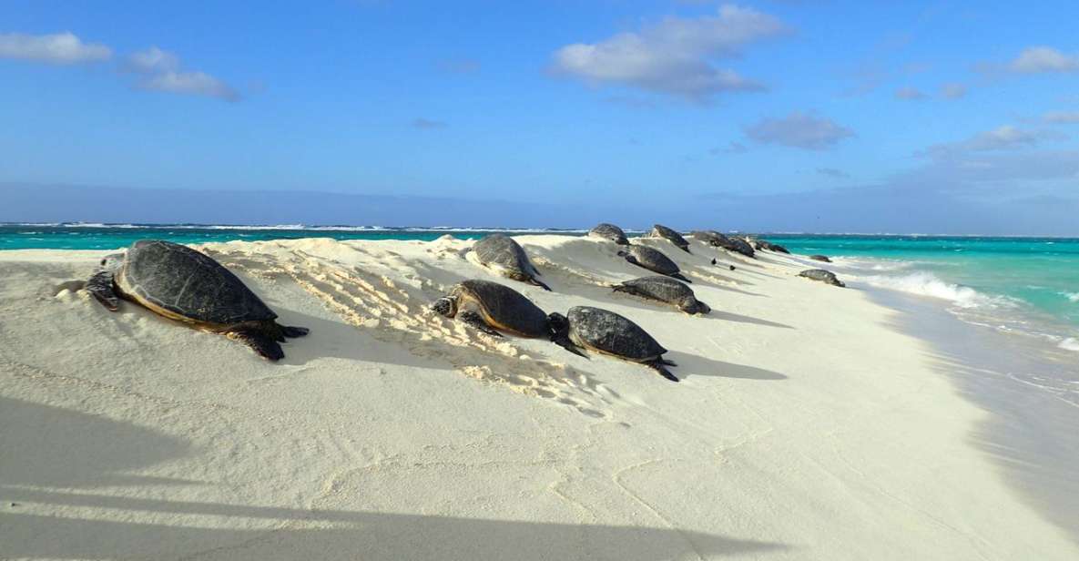 Enchanting Small Group Circle Island Tour of Oahu paradise - Who Is This Tour Best For?