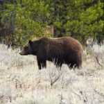 Epic Yellowstone Private Tour - Final Thoughts