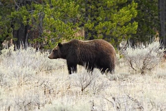 Epic Yellowstone Private Tour - Final Thoughts
