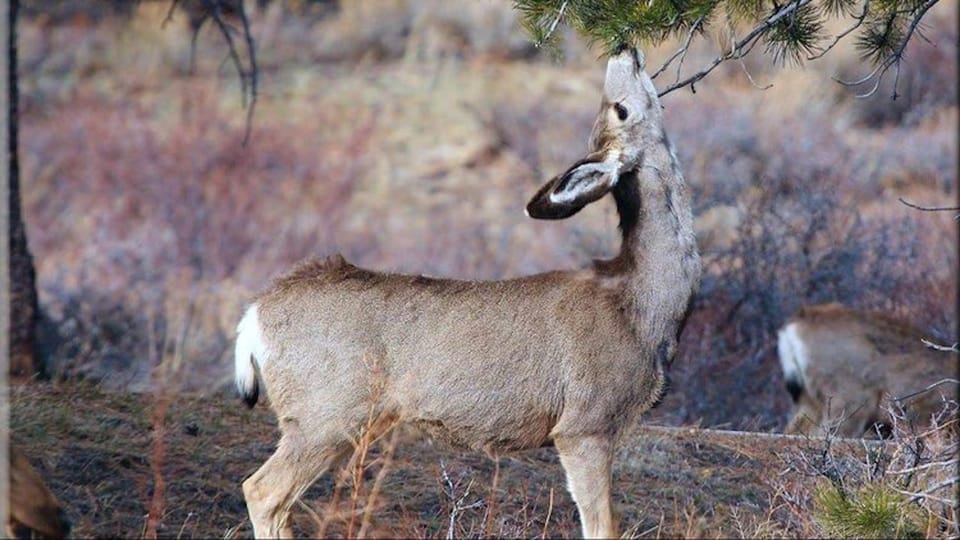 Estes Park: Bear Lake Corridor Tour - Who Will Love This Tour?