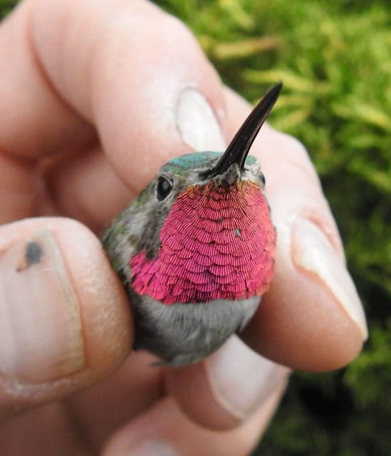 Estes Park: Birds of Colorado Speaker Series - What to Expect from the Birds of Colorado Speaker Series