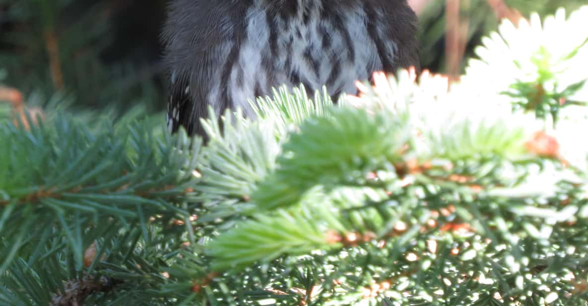 Estes Park: Birds of Colorado Speaker Series - Detailed Breakdown of the Experience