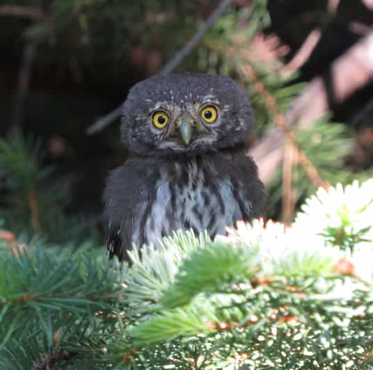 Estes Park: Birds of Colorado Speaker Series - Who Will Love This Experience?