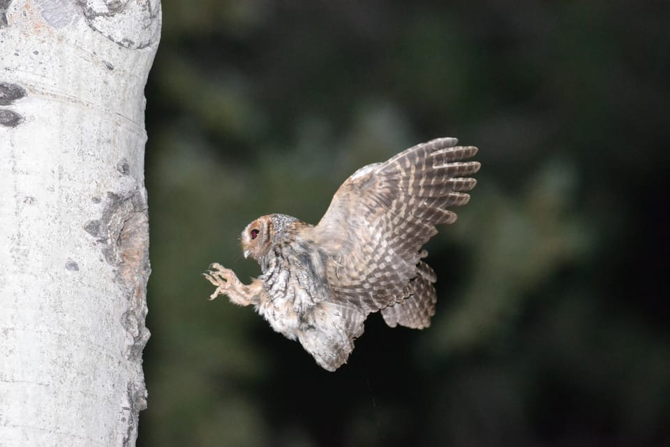 Estes Park: Birds of Colorado Speaker Series - Final Thoughts: Who Should Consider This Tour?