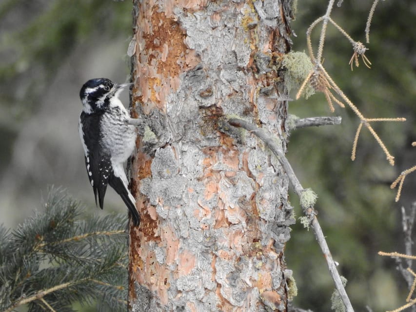 Estes Park: Birds of Colorado Speaker Series - FAQs About the Estes Park Birds of Colorado Speaker Series