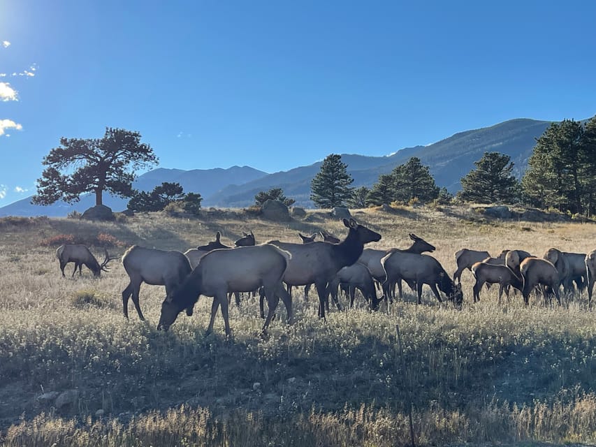 Estes Park: Guided Sunset Elk Mating Ritual Tour - Key Points  