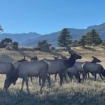 Estes Park: Guided Sunset Elk Mating Ritual Tour - The Value and Practical Aspects