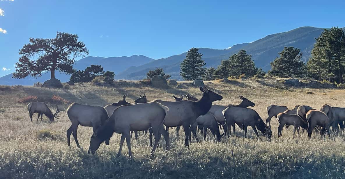 Estes Park: Guided Sunset Elk Mating Ritual Tour - The Value and Practical Aspects